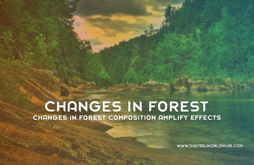 Changes In Forest Composition Amplify Effects | Digital World Hub
